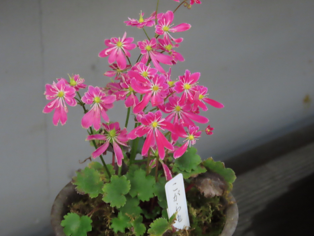 箱根湿生花園Ⅰ・・・キイジョウロウホトトギス・・・: ミキの雑記帳