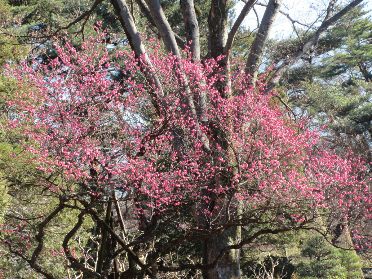 初春の花を探して Ⅲ ウメやロウバイなど・・・: ミキの雑記帳