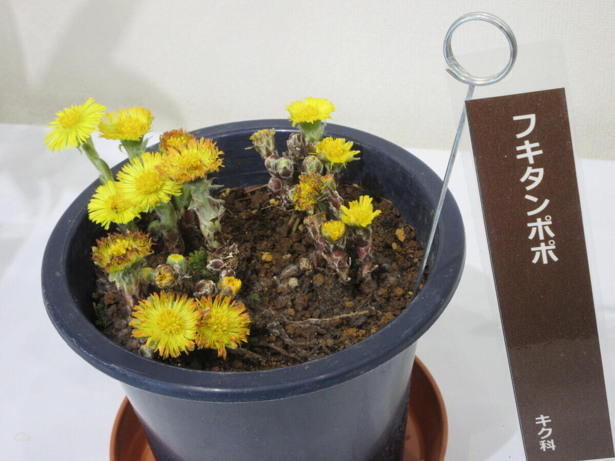 梅を観に・・・梅と早春の植物展・・・: ミキの雑記帳