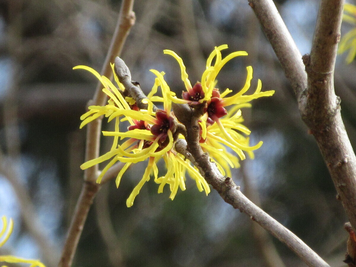 セツブンソウを観に・・・昭和記念公園へ・・・: ミキの雑記帳