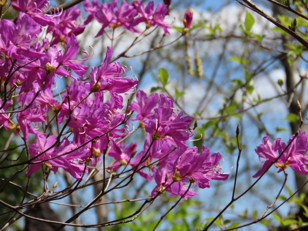 シュンランを探して・・・カタクリも！！・・・: ミキの雑記帳