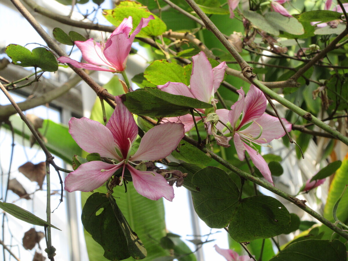 温室の花・・・ヒスイカズラや熱帯スイレンなど・・・: ミキの雑記帳