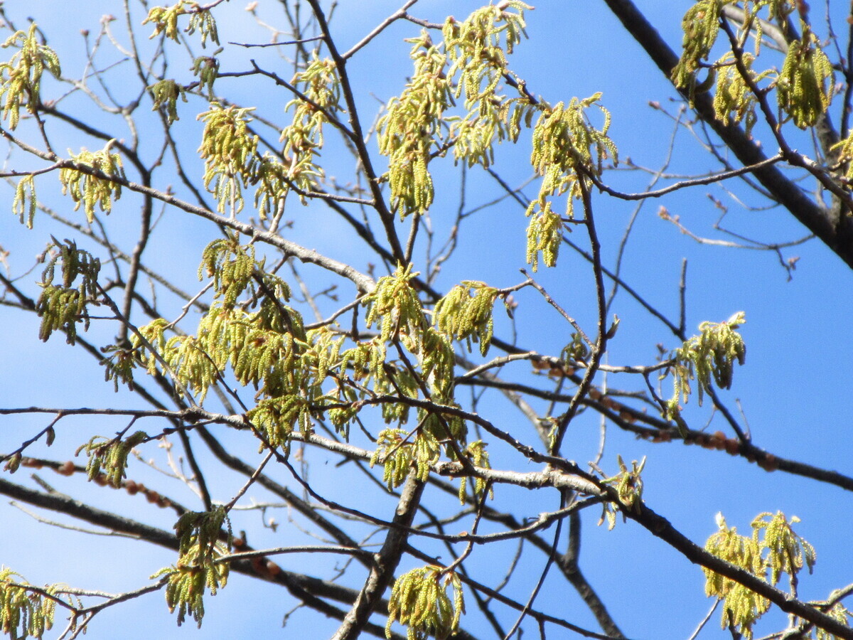 エドヒガン桜を観に・・・多摩横山の道・・・・: ミキの雑記帳