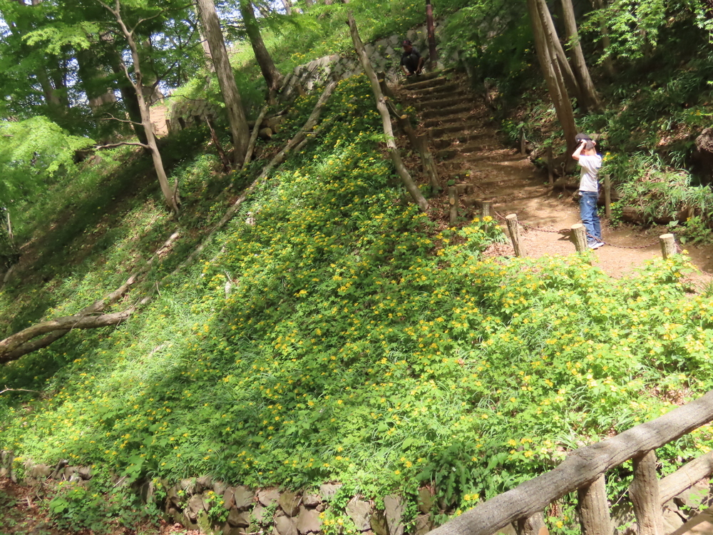 ヤマブキソウを観に・・・フデリンドウ・・・: ミキの雑記帳