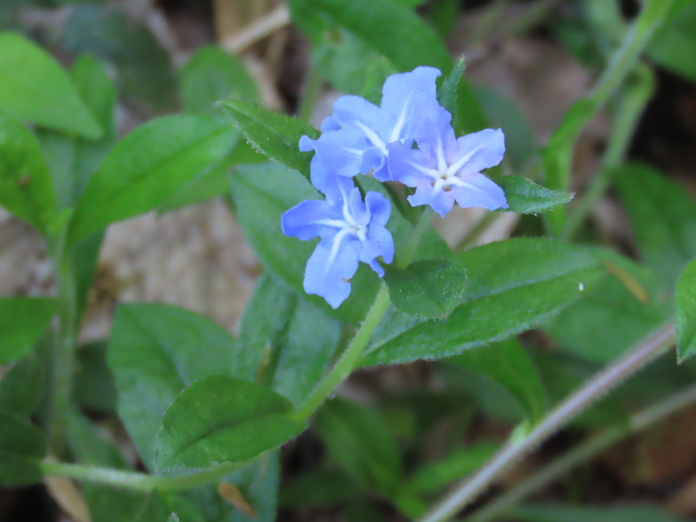 えびね やまゆり園の山野草・・・: ミキの雑記帳