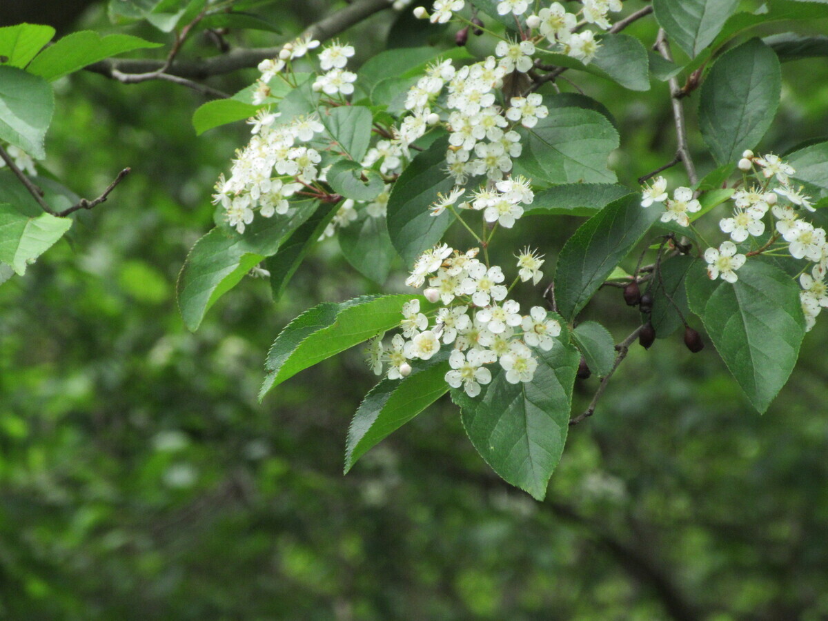 新緑の雑木林を歩く・・・♪～白い花が咲いてた～♪: ミキの雑記帳