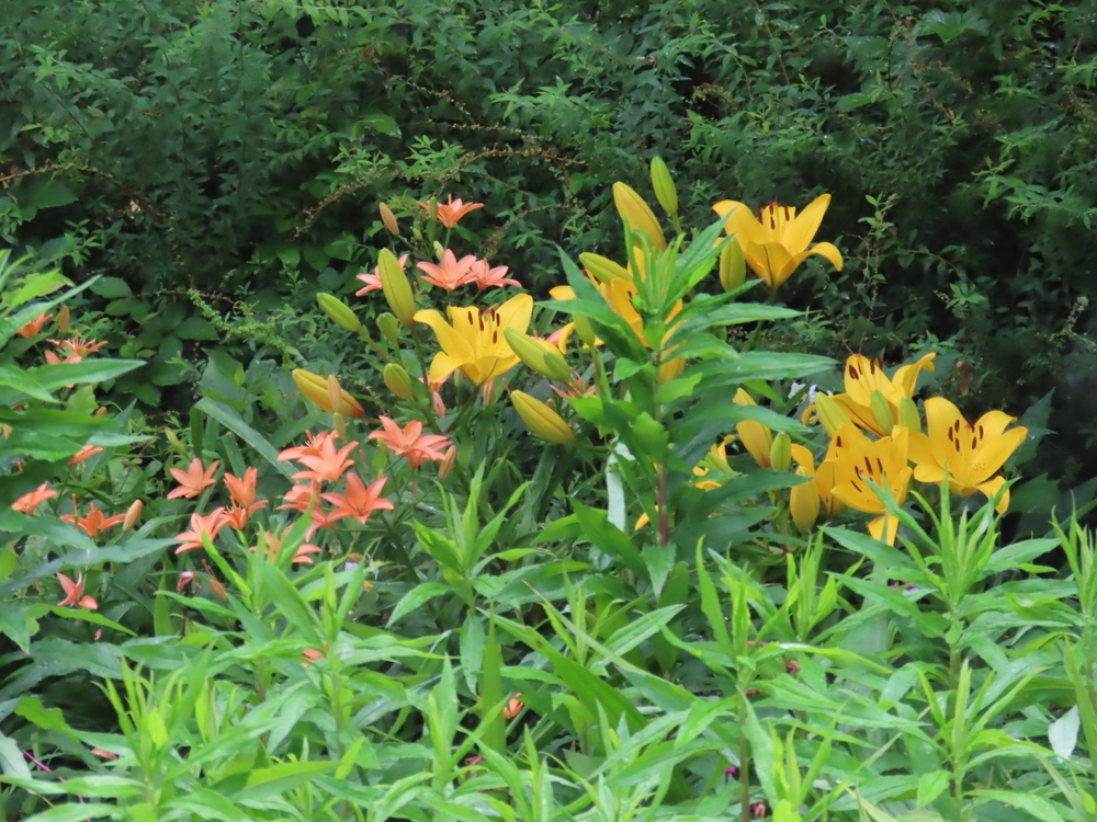 初夏の花めぐりⅠ・・・バラとクレマチス・・・: ミキの雑記帳