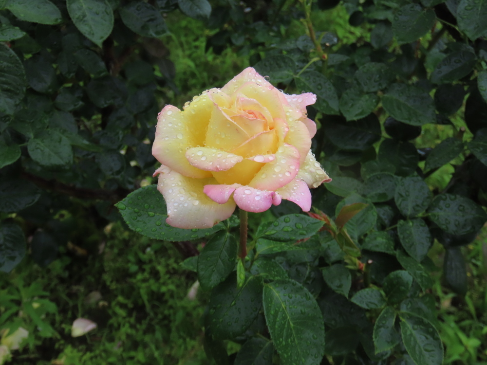 初夏の花めぐりⅠ・・・バラとクレマチス・・・: ミキの雑記帳