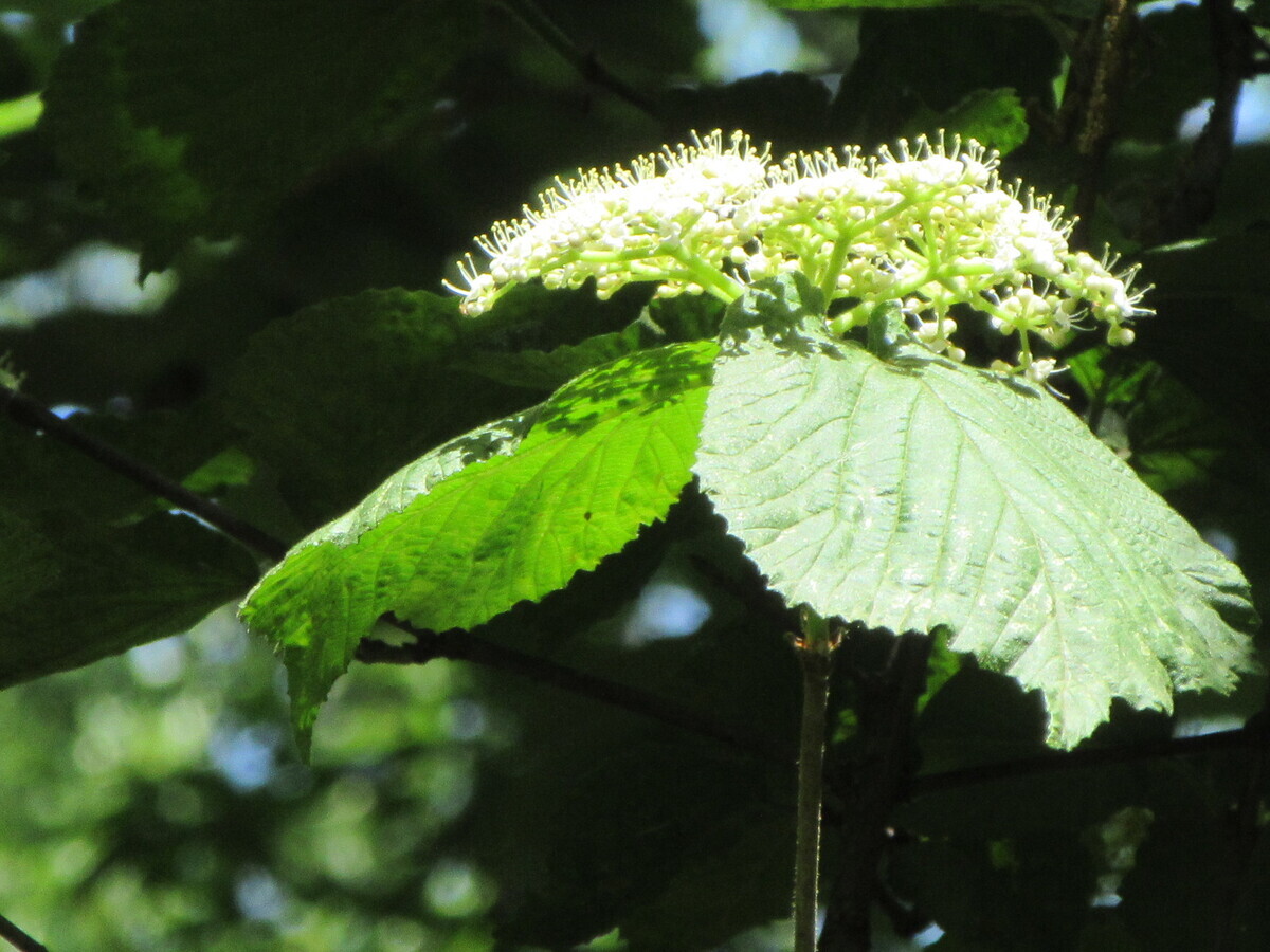 ムサシノキスゲを見に・・・: ミキの雑記帳
