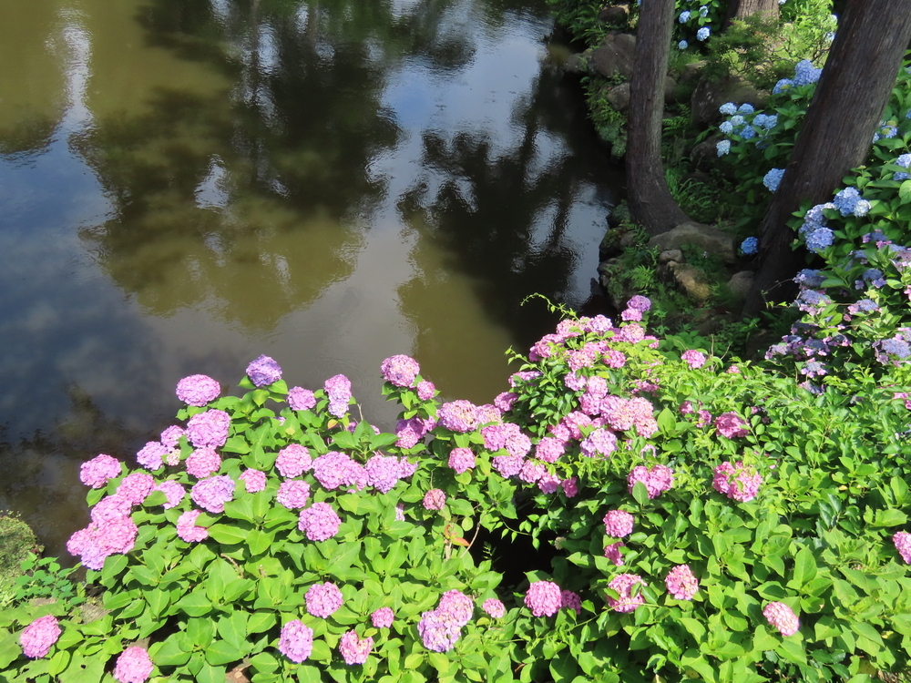 紫陽花を見に・・・明月院へ・・・: ミキの雑記帳