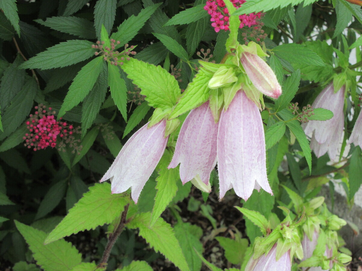 家のまわりで・・・木々や花々・・・: ミキの雑記帳