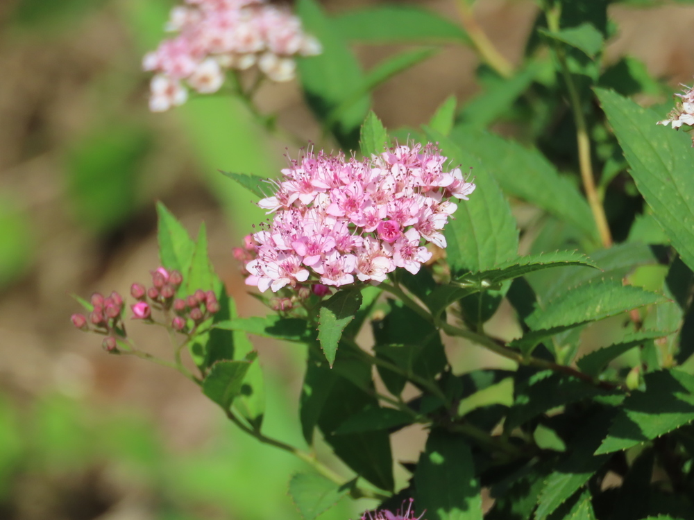 大賀ハスを観に・・・薬師池公園・・・: ミキの雑記帳