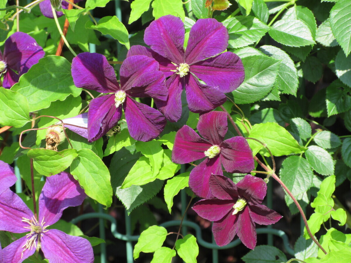 クレマチスを訪ねて・・・花菜（かな）ガーデン・・・: ミキの雑記帳