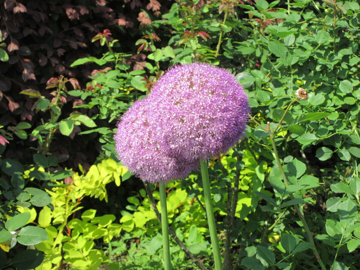 花菜（かな）ガーデン Ⅱ・・・夏の花いろいろ・・・: ミキの雑記帳