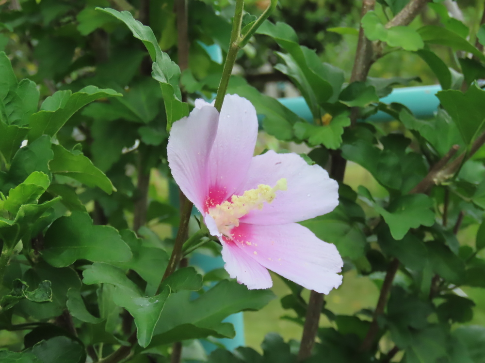 家のまわりで・・・夏の花たち・・・: ミキの雑記帳