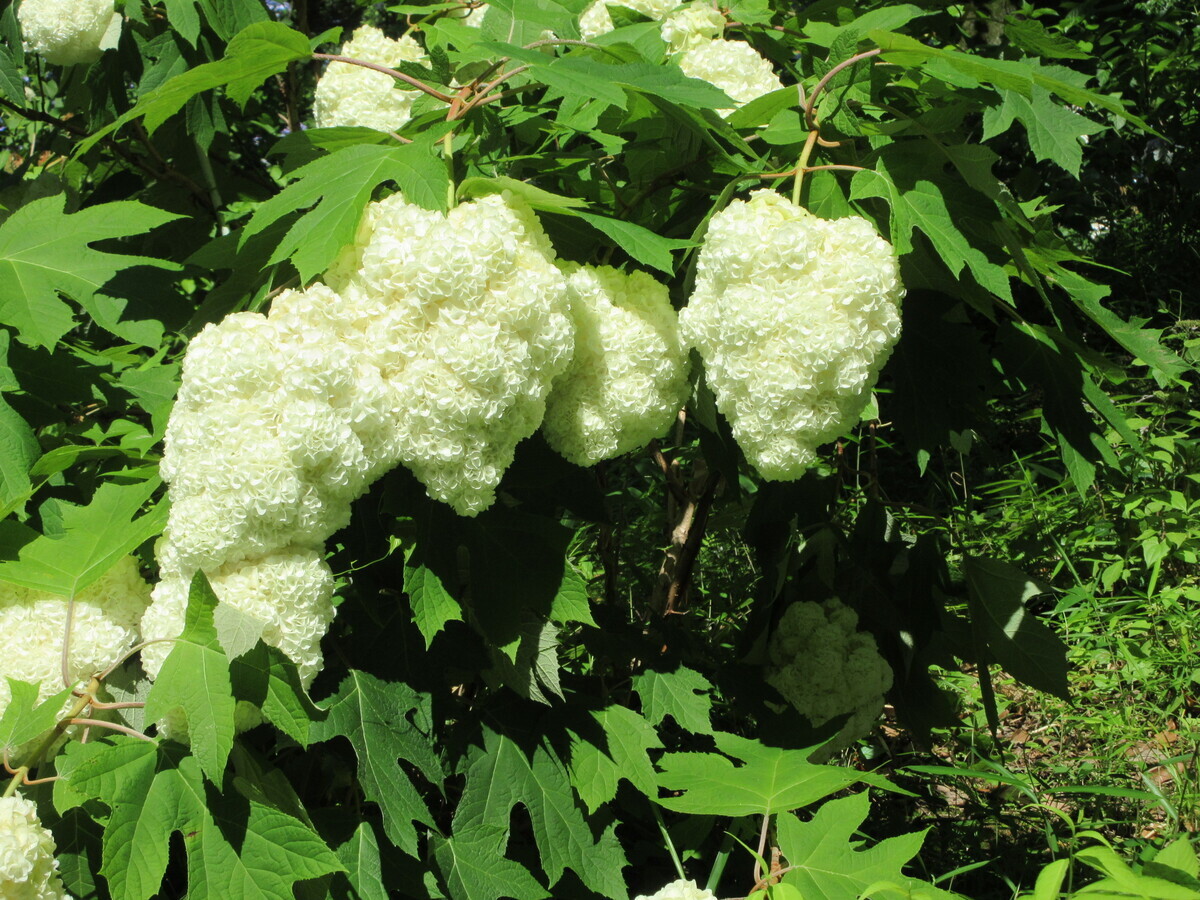 ようやく梅雨入り・・・秘密の花園のアジサイ・・・: ミキの雑記帳