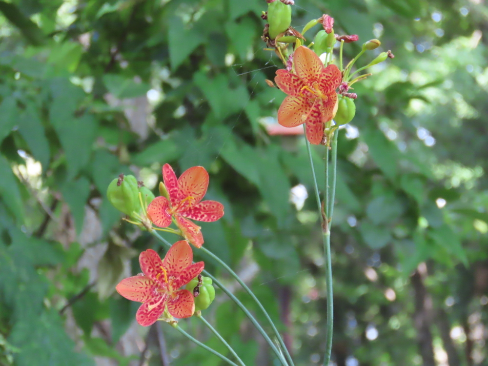 キツネノカミソリを観に・・・片倉城跡公園・・・: ミキの雑記帳