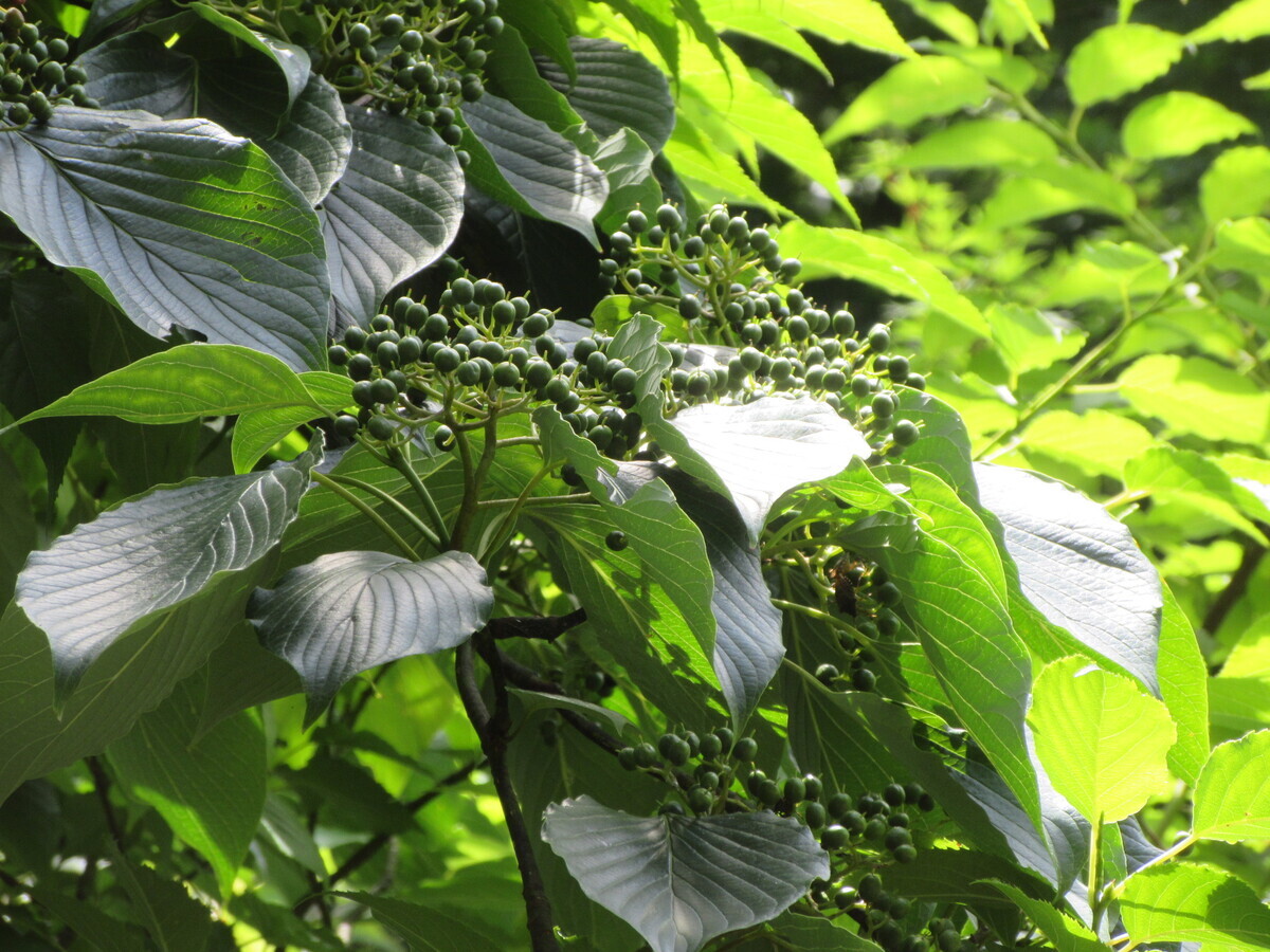 長池公園を歩く・・・ネムの花・・・: ミキの雑記帳