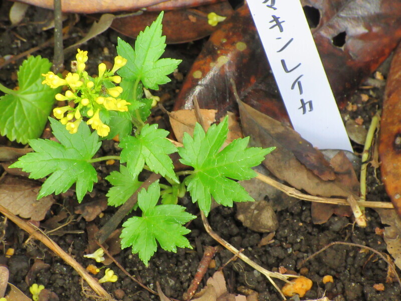 植物多様性センター・・・ヤマユリやカワラナデシコ: ミキの雑記帳