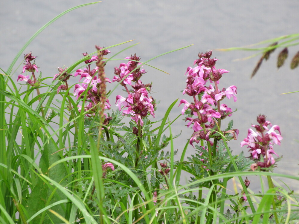 千畳敷カールを歩く Ⅱ・・・コバイケイソウ・・・: ミキの雑記帳