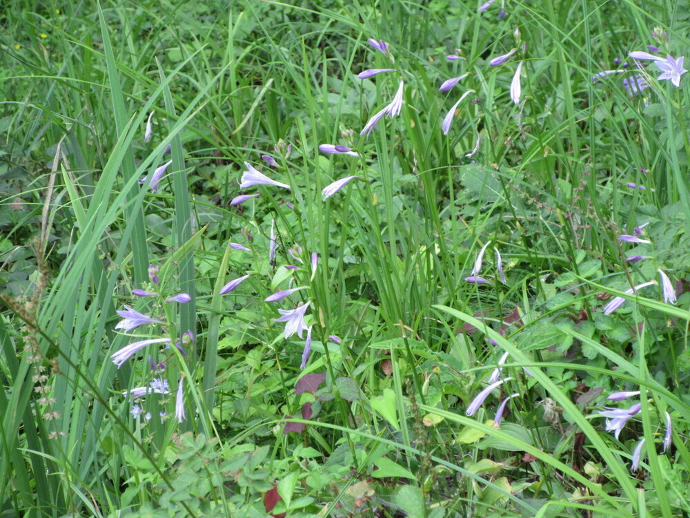 ウバユリを見に・・・カラマツソウも・・・: ミキの雑記帳