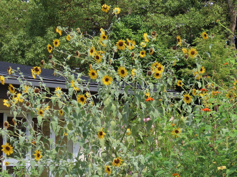 夏のなごりの花々・・・グリーンライブセンター・・・: ミキの雑記帳