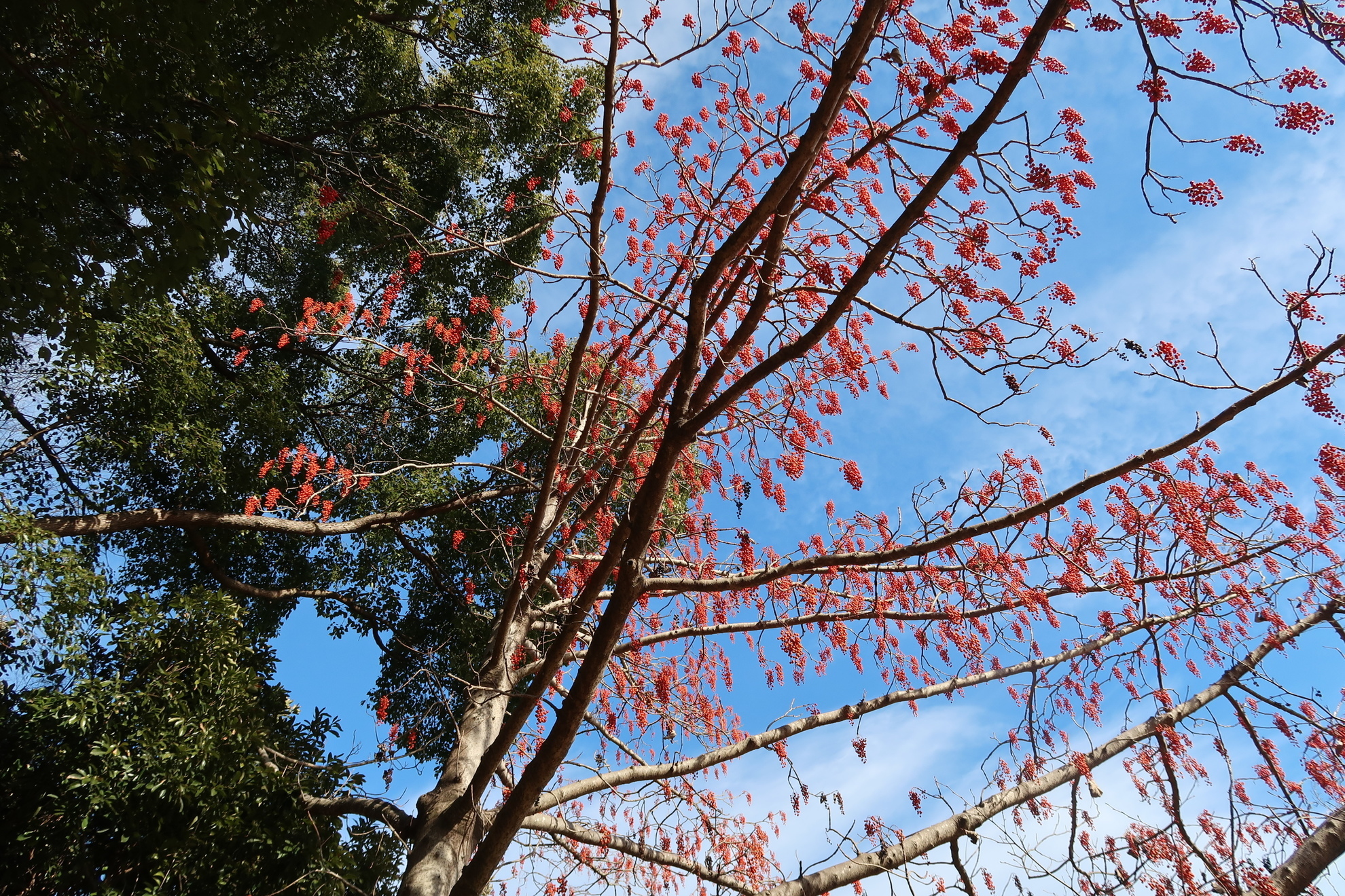 イイギリの実とクリスマスローズやスノードロップなど・・・: ミキの雑記帳