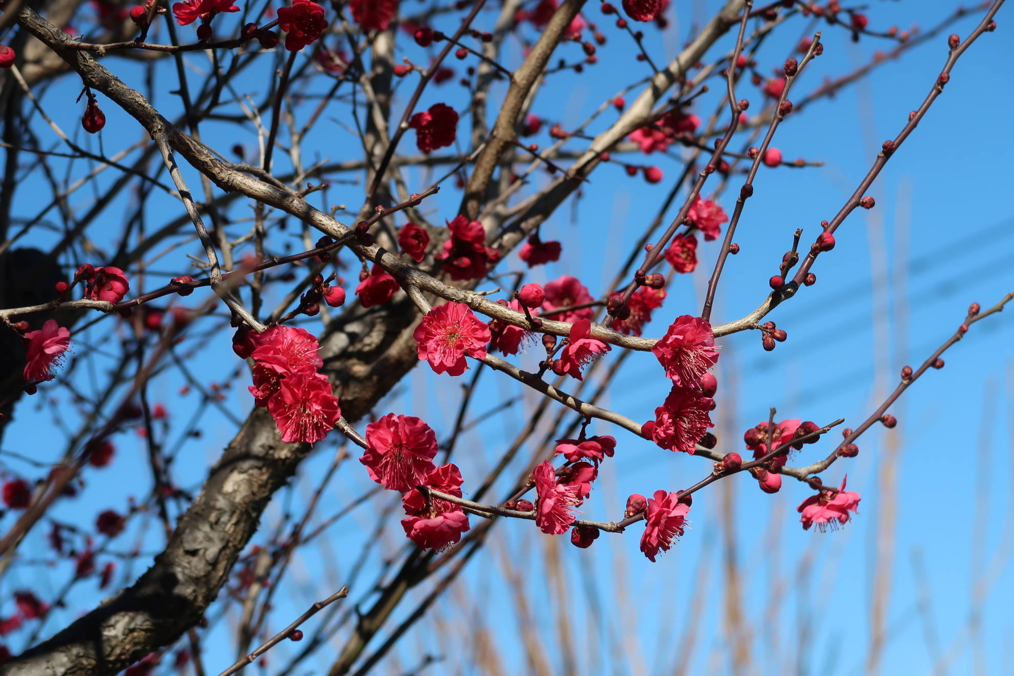 家のまわりで・・・春立つころ・・・: ミキの雑記帳