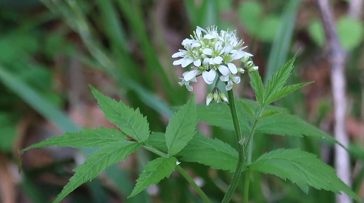 えびね苑へ…クマガイソウやユキモチソウなど…: ミキの雑記帳