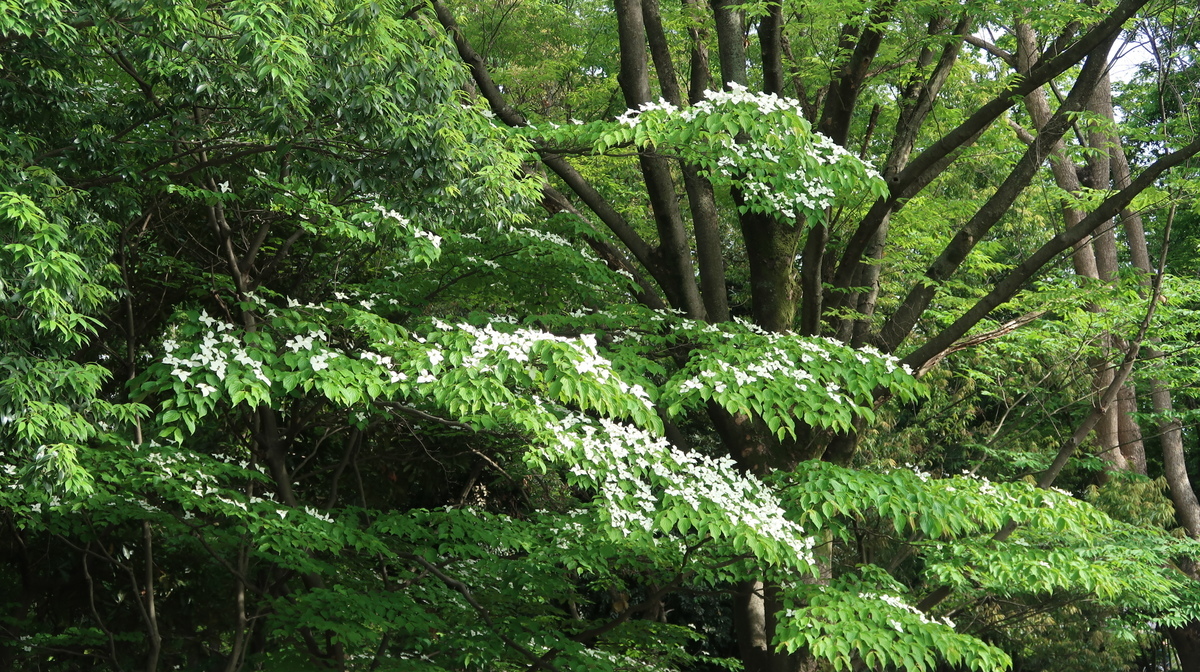 家のまわりで・・・初夏の花・・・: ミキの雑記帳
