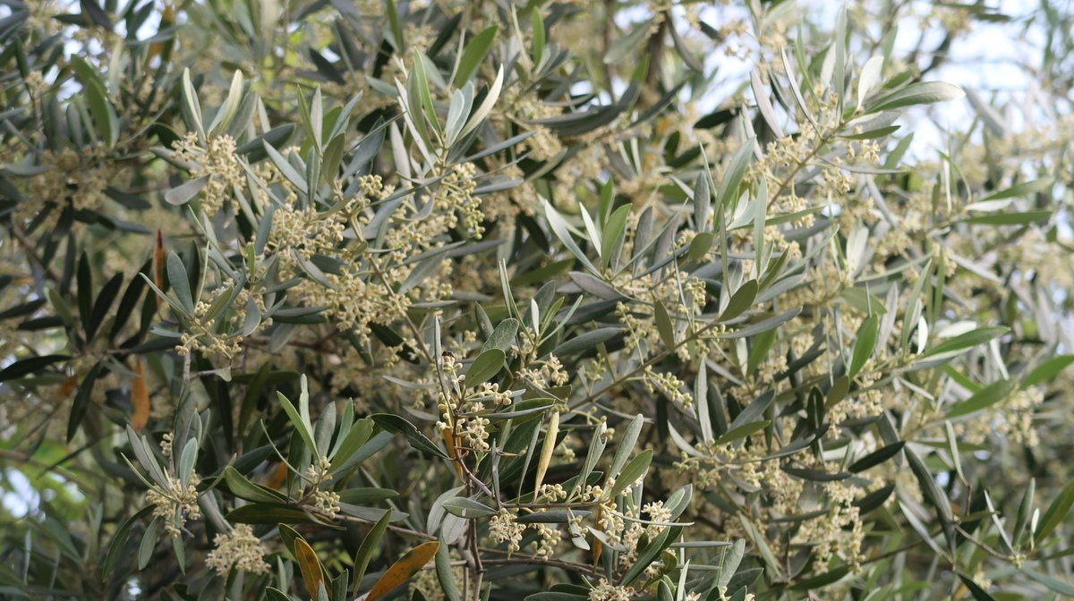 家のまわりで・・・初夏の花・・・: ミキの雑記帳