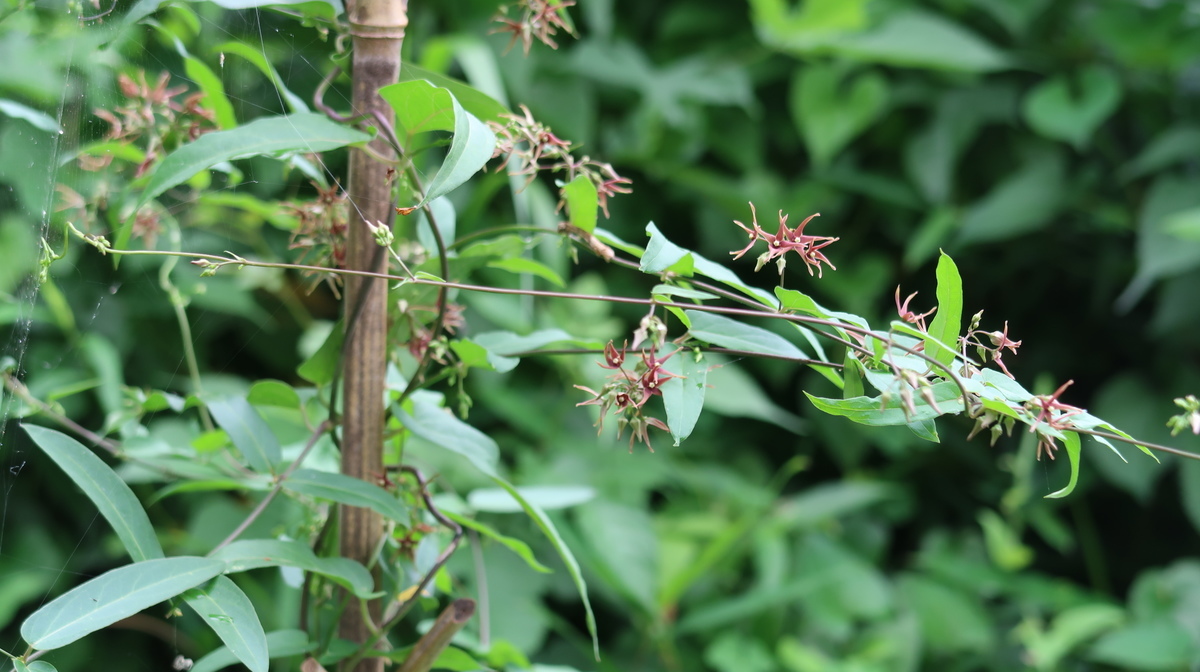 ヤマユリを見に・・・カラマツソウ・マヤラン・・・: ミキの雑記帳