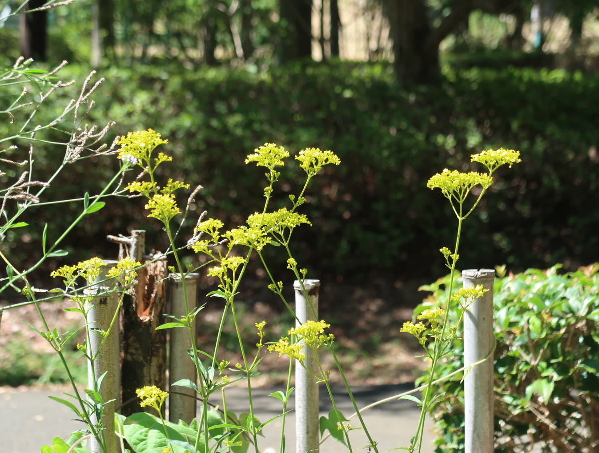 秋草を探して・・・ツユクサやソバナと出会う・・・: ミキの雑記帳