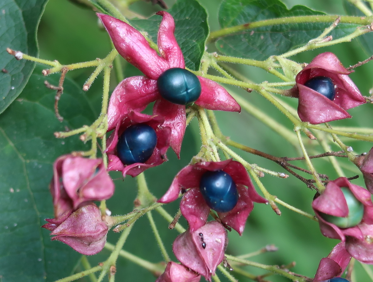 黄金の稲穂を観に・・・寺家ふるさと村へ・・・: ミキの雑記帳